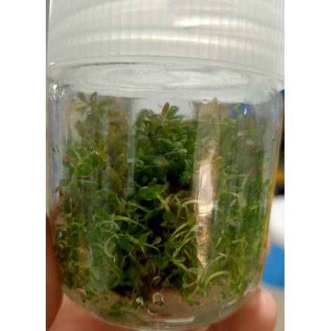 Zemin Ve Ön Plan Bitkileri - Canlı Bitki - Rotala h'ra in Vitro 200cc JAR Canlı Bitki