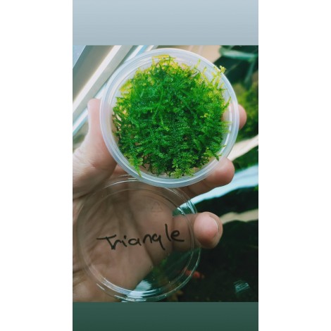 Moss Türleri - Canlı Bitki - Triangle moss 50cc Kapta Moss Bitkisi