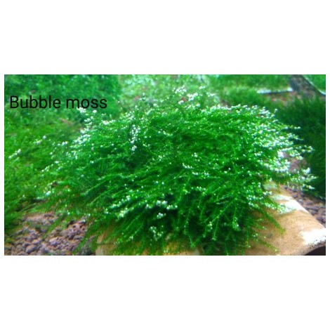 Moss Türleri - Canlı Bitki - Bubble Moss 50cc Kapta Moss Bitkisi