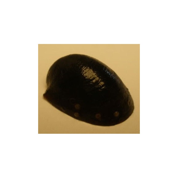 Salyangozlar - Karides-Salyangoz-Midye - Batman Nerite snail (Yosun ...